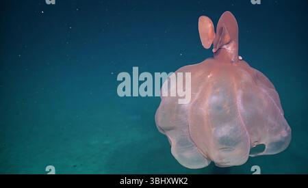 Deep Sea Dumbo octopus Deep Ocean Exploration Mariana Trench 2025 Stock ...