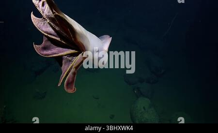 Deep Sea Dumbo octopus Deep Ocean Exploration Mariana Trench 2025 Stock ...
