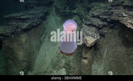 Deep Sea sea cucumber headless chicken monster Deep Ocean Exploration ...