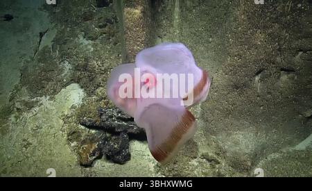 Deep Sea sea cucumber headless chicken monster Deep Ocean Exploration ...