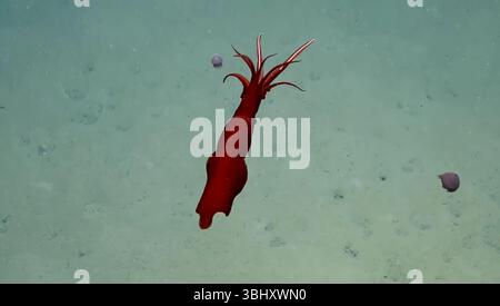 Deep Sea baby vampire squid Deep Ocean Exploration Mariana Trench 2025 ...
