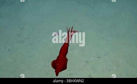 Deep Sea baby vampire squid Deep Ocean Exploration Mariana Trench 2025 ...