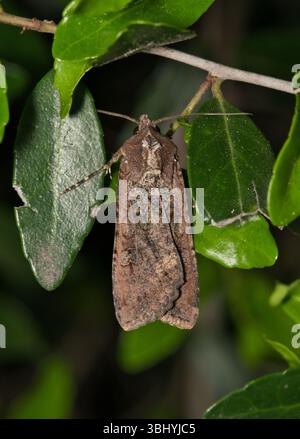 Variegated Cutworm Moth (Peridroma saucia Stock Photo - Alamy