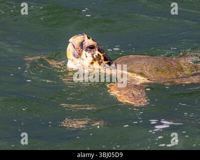 Turkey, Dalyan, Loggerhead turtle (Caretta caretta) being baited with ...