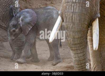 Baby elephant Kaja that was born on May 27 walks during her first day ...