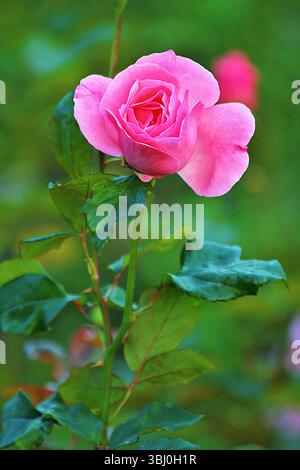 Fragrant Rose in Full Blossom. Washington Park Rose Garden, Portland ...
