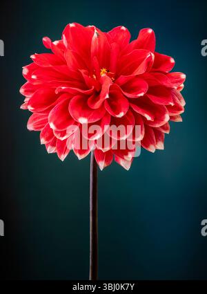 Beautiful dahlia flowers on blue background Stock Photo - Alamy