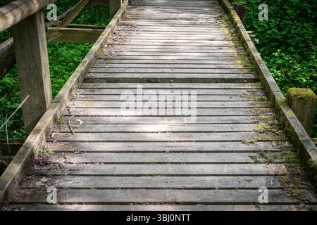 Wooden boardwalk path with mossy railing leading through lush green ...