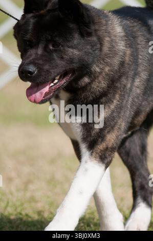 Close-up of a dog's face during late-stage 'dumb' paralytic rabies ...
