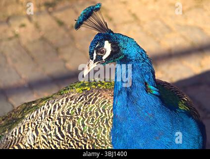 Peacock,bird,at,Powis Castle, and,garden,grounds,Powys,Powys County ...