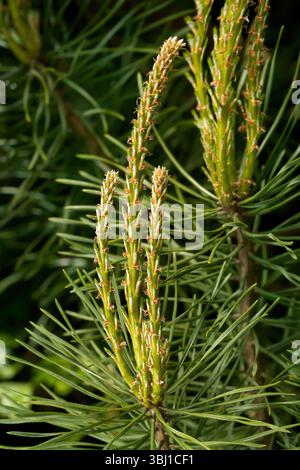 A closeup of growing pine tree branch in forest Stock Photo - Alamy