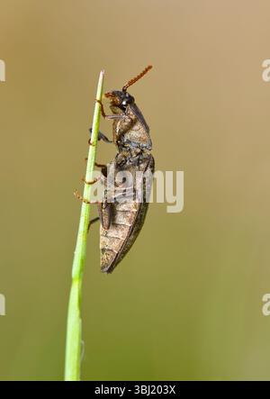 Mottled dingy brown click beetle, agrypnus murinus beetle sitting on ...