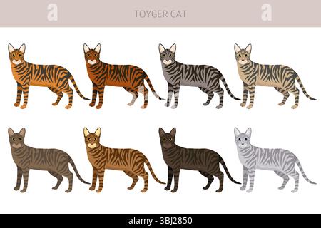 Toyger Cat clipart. All coat colors set. All cat breeds characteristics infographic. Vector ...