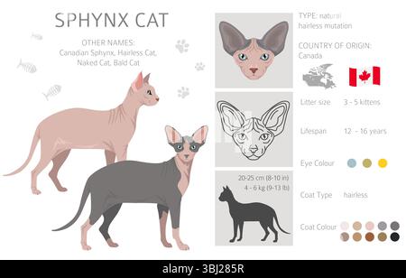 Canadian Sphynx Cat clipart. All coat colors set. All cat breeds ...