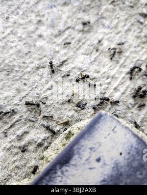 Detail of a group of ants on the street Stock Photo - Alamy