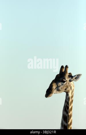 Etosha National Park, Namibia Stock Photo - Alamy