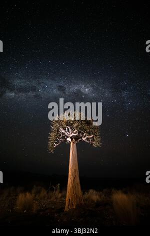 Milky Way with Quiver Tree (Aloe dichotoma) or Quivertree (Afrikaans ...