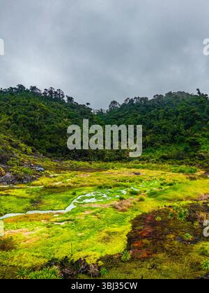 Vibrant thermal springs surrounded by lush vegetation in Termales de ...