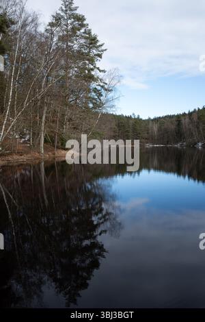 A vertical shot of snowy trees in a winter forest Stock Photo - Alamy