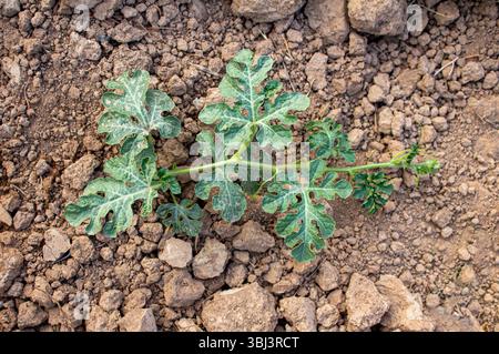 A young watermelon bush grows in the garden on the ground Stock Photo ...