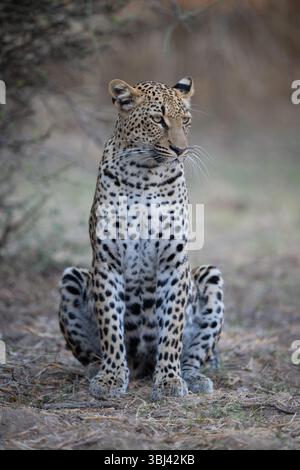 leopard (Panthera pardus), leopardess sits on treetop and peering, side ...