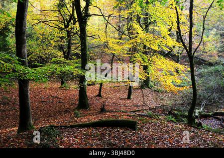 Broad-leaved woodland in Puddletown Forest near Dorchester, Dorset, UK ...