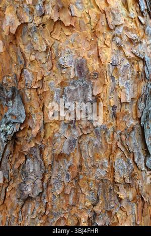 Bumpy pine bark. A textured surface of aged corrugated pine tree trunk ...