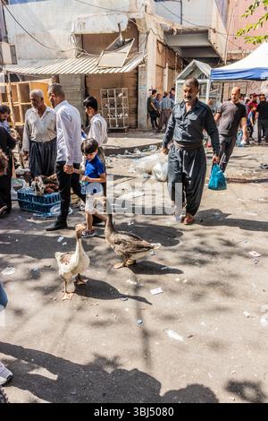 SULAYMANIYAH, IRAQ - OCTOBER 7, 2022: Ducks on a pickup truck at the ...