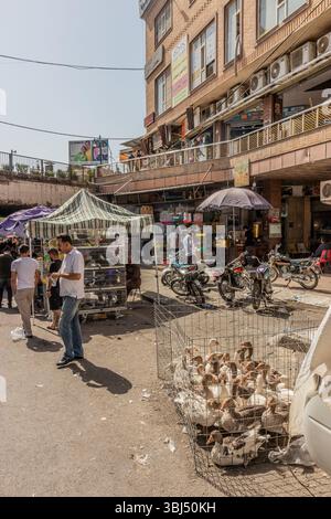 SULAYMANIYAH, IRAQ - OCTOBER 7, 2022: Ducks on a pickup truck at the ...