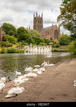 Mute swans on River Severn, Worcester, Worcestershire, England, UK ...