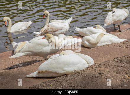 Swan Sanctuary Worcester Stock Photo - Alamy