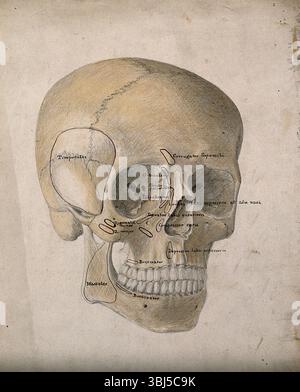 Human skull: three-quarter view. Watercolour, ink and pencil drawing by ...