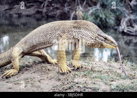 Australian Yellow-spotted Monitor in defensive pose Stock Photo - Alamy