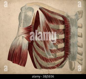 Dissection showing the shoulder and chest muscles: view of the pectoral ...