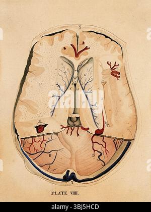 Brain: horizontal section, 1820-1827 Stock Photo - Alamy