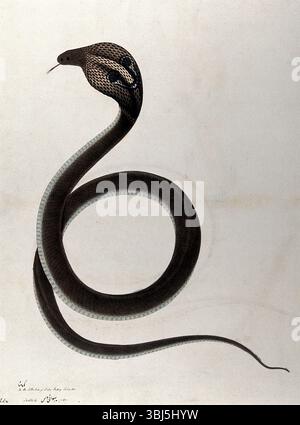 Indian cobra, with 'spectacle' marking on hood, 1782 Stock Photo - Alamy