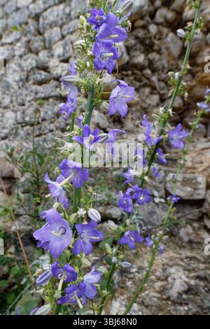 Chimney bellflower (Campanula pyramidalis) flowering on a limestone ...