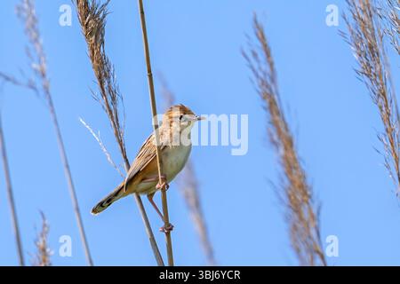 Zitting cisticola or streaked fantail warbler Stock Photo - Alamy