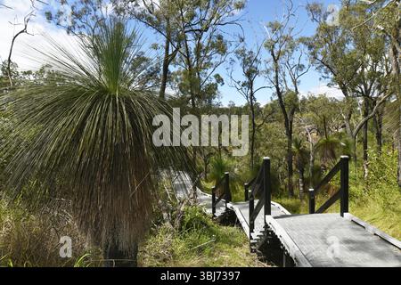 Common Australian grass trees, Xanthorrhoea australis, near Coomba ...