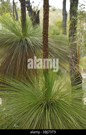 Common Australian grass trees, Xanthorrhoea australis, near Coomba ...