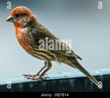 Red headed house finch Stock Photo - Alamy