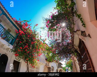 View of a vibrant bougainvillea cascading over a whitewashed building ...