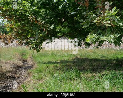 plane aka sycamore tree scientific name Platanus Stock Photo - Alamy