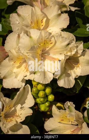 Alstroemeria 'Princess Claire' Stock Photo - Alamy