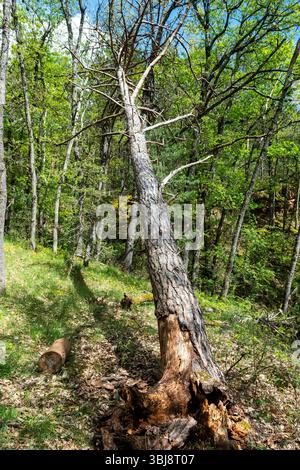 A forest surrounded by dense trees and fallen leaves in autumn Stock ...