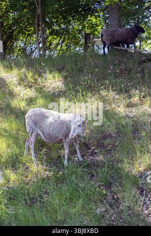 sheep in the forest Stock Photo - Alamy