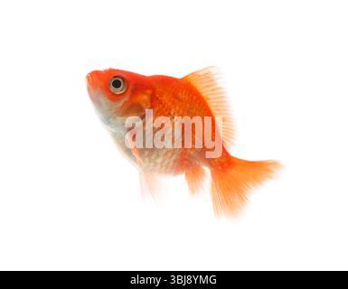 One small beautiful goldfish isolated on white Stock Photo - Alamy