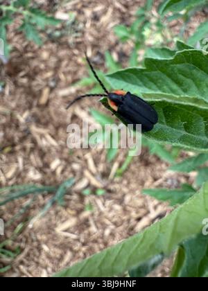 Winter Firefly (Ellychnia corrusca Stock Photo - Alamy