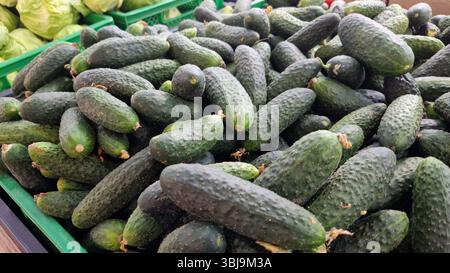 Fresh cucumbers are sold in the store. A pile of cucumbers at the ...