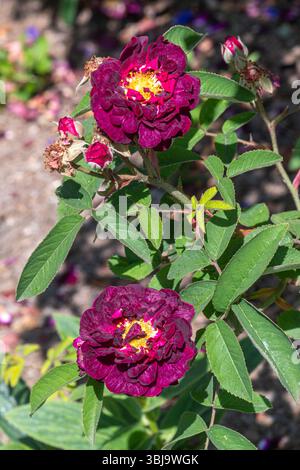 Crimson old roses in bloom under the sun seen up close Stock Photo - Alamy